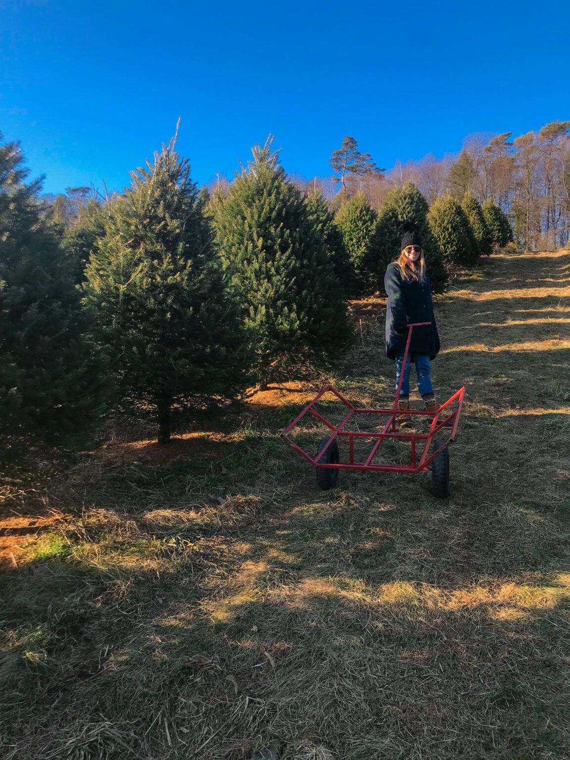 Oh, Christmas Tree! - Trip to a Christmas Tree Farm - Jersey Girls & Pearls