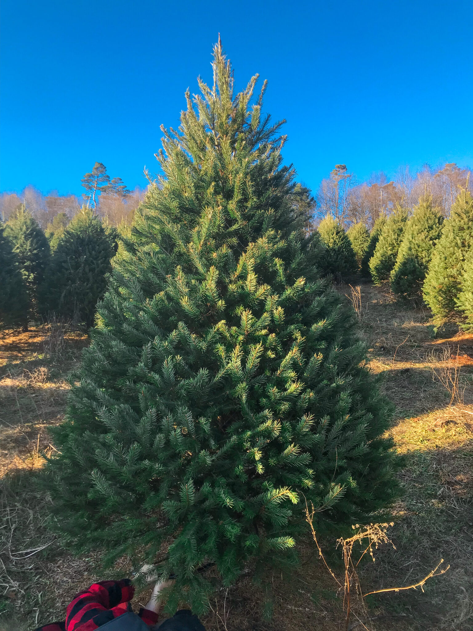 Oh, Christmas Tree! - Trip to a Christmas Tree Farm - Jersey Girls & Pearls