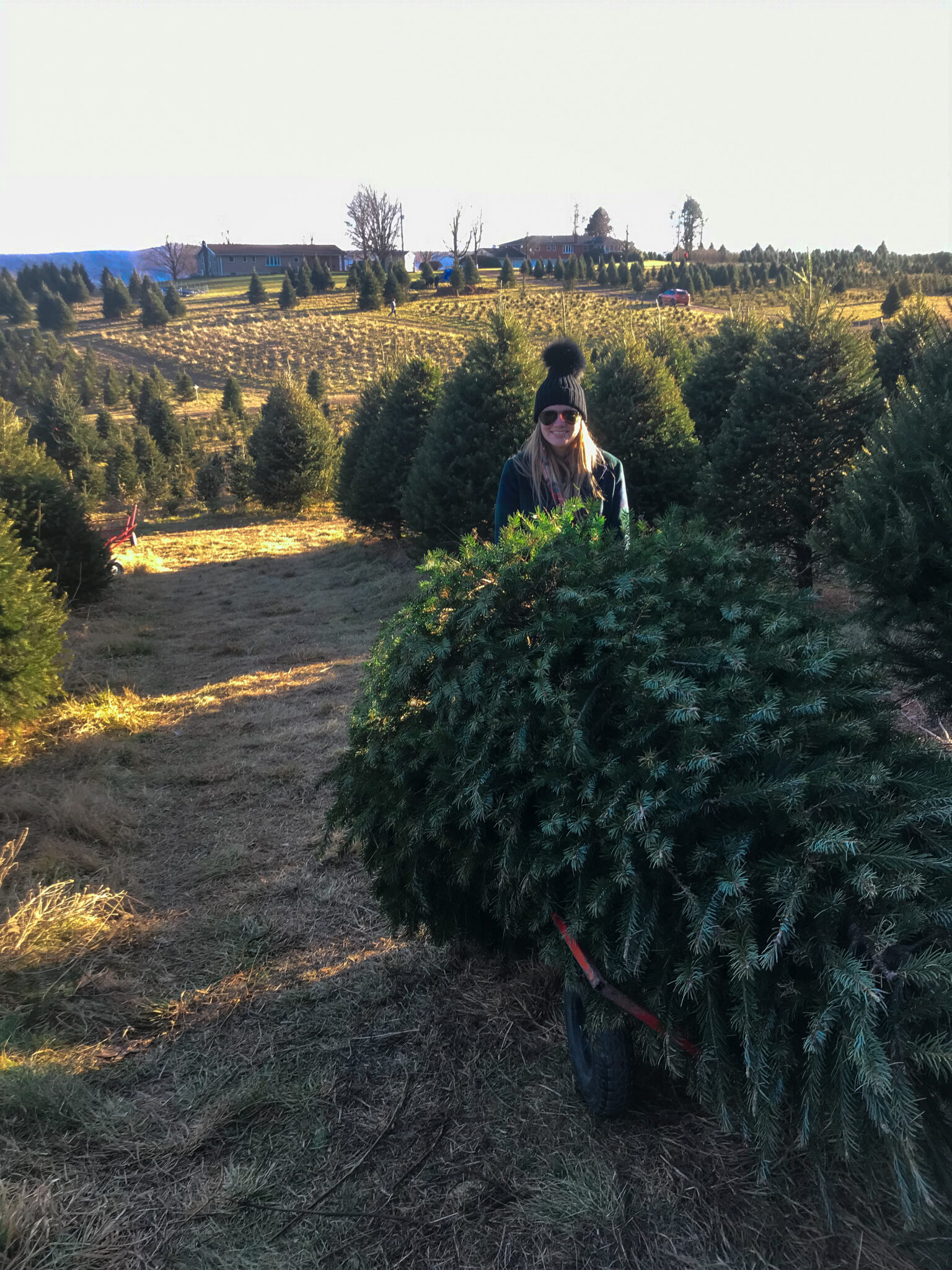 Oh, Christmas Tree! - Trip to a Christmas Tree Farm - Jersey Girls & Pearls